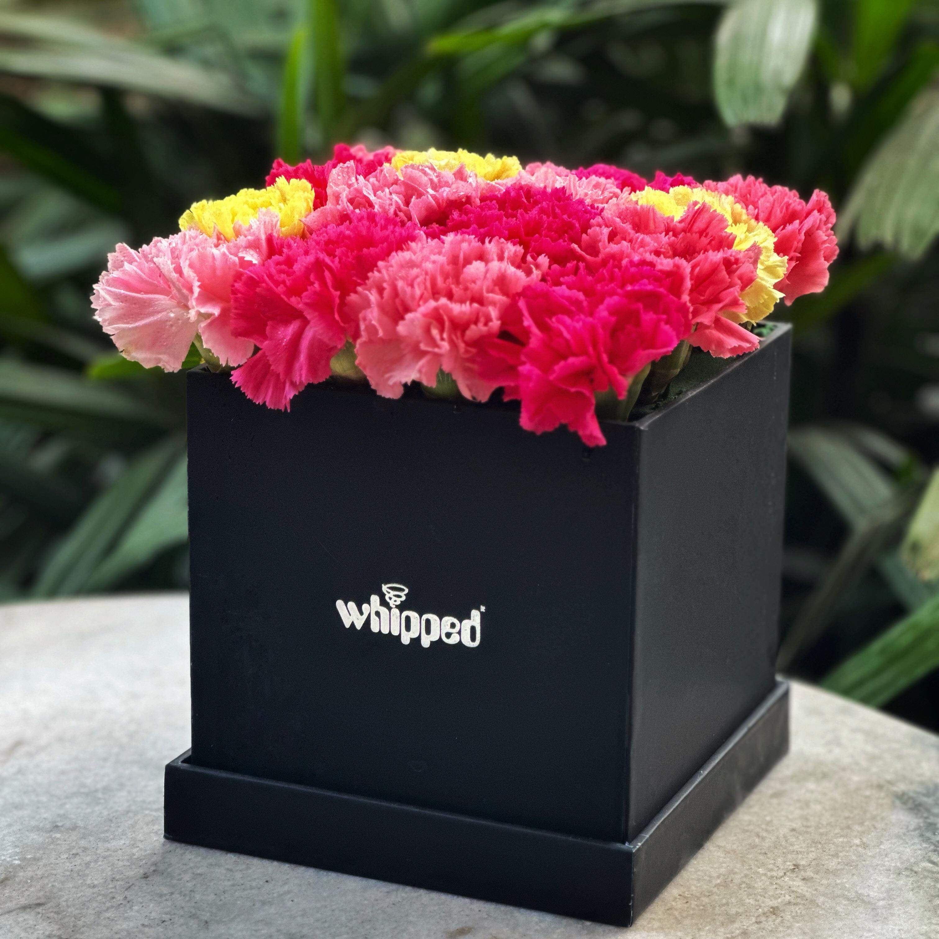 Premium Seasonal Carnations Box – Whipped